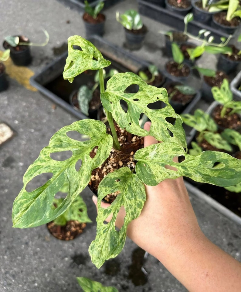 Monstera Adansonii Mottled Variegated Rare Indoor Outdoor Planting - Etsy