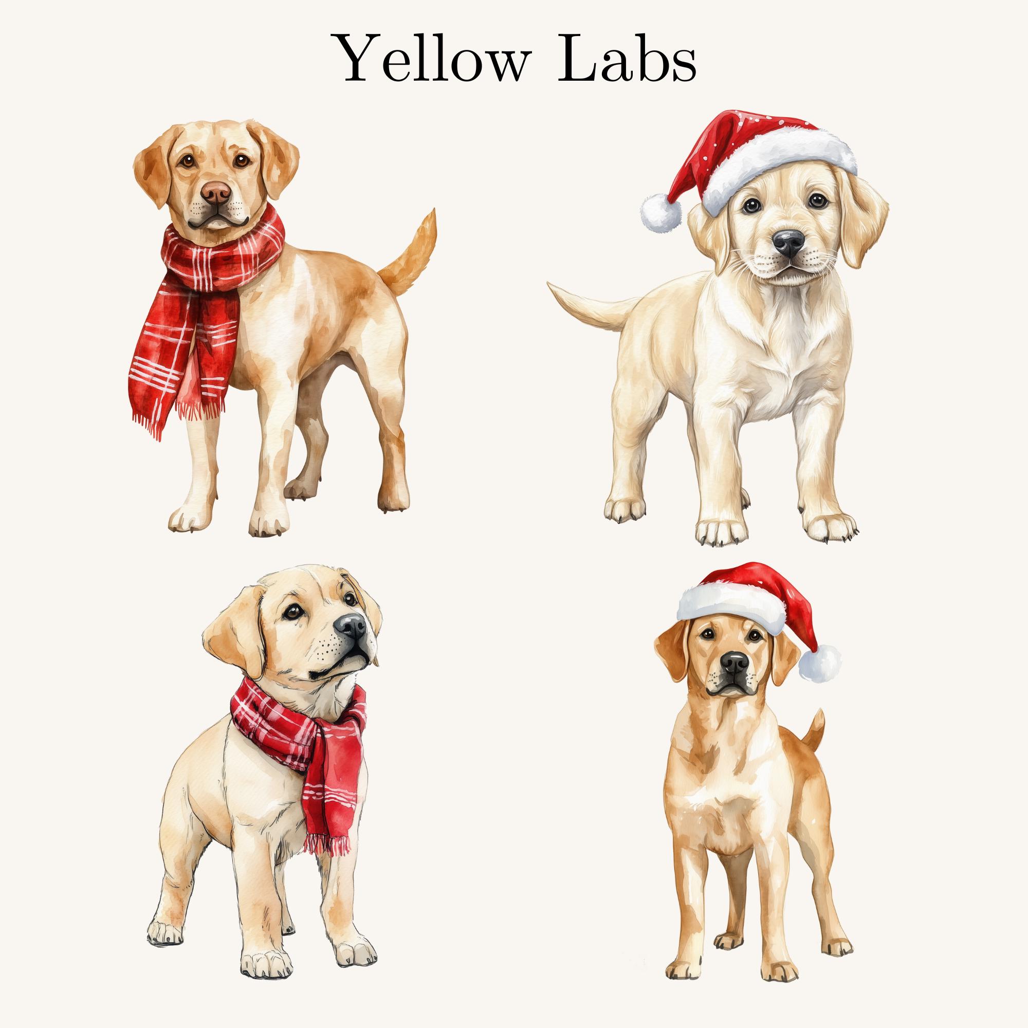 Yellow Lab Christmas Clipart, Watercolor Labrador PNG, Holiday Art for ...