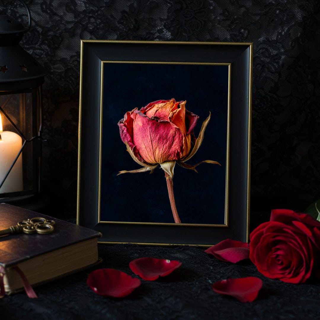 Wilting Pink Rose Art Print: Dark Academia Still Life - Etsy