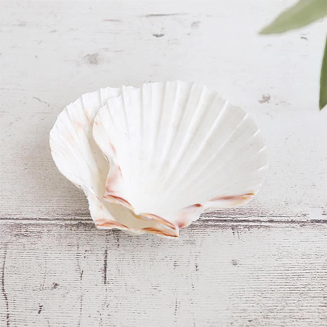 Percussive Seashells Concha 10cm Guiro Rasping Musical Instrument ...