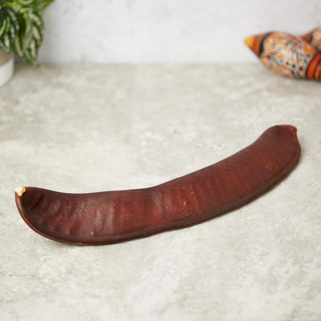 Natural Pacay Seed Pod 50cm – Decorative Dried Pod for Crafts & Home ...