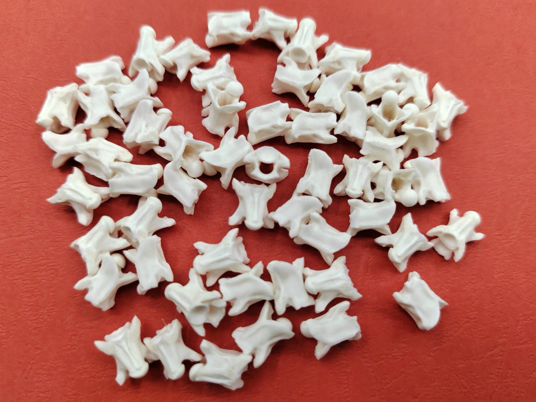 20real Snake Vertebrae Bone,loose Snake Bones,real Animal Bone - Etsy