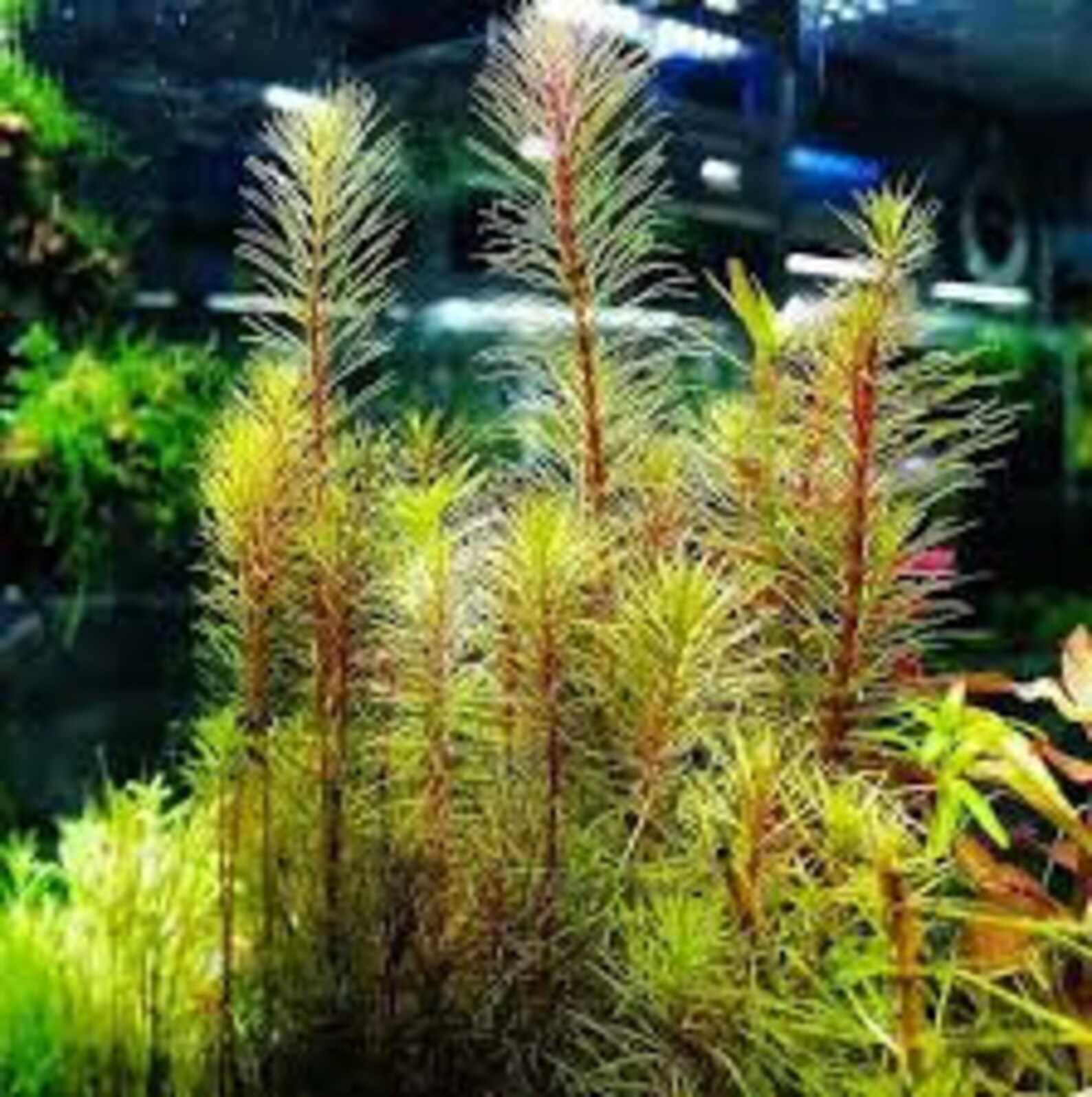 Rotala Wallichi Clippings - Etsy