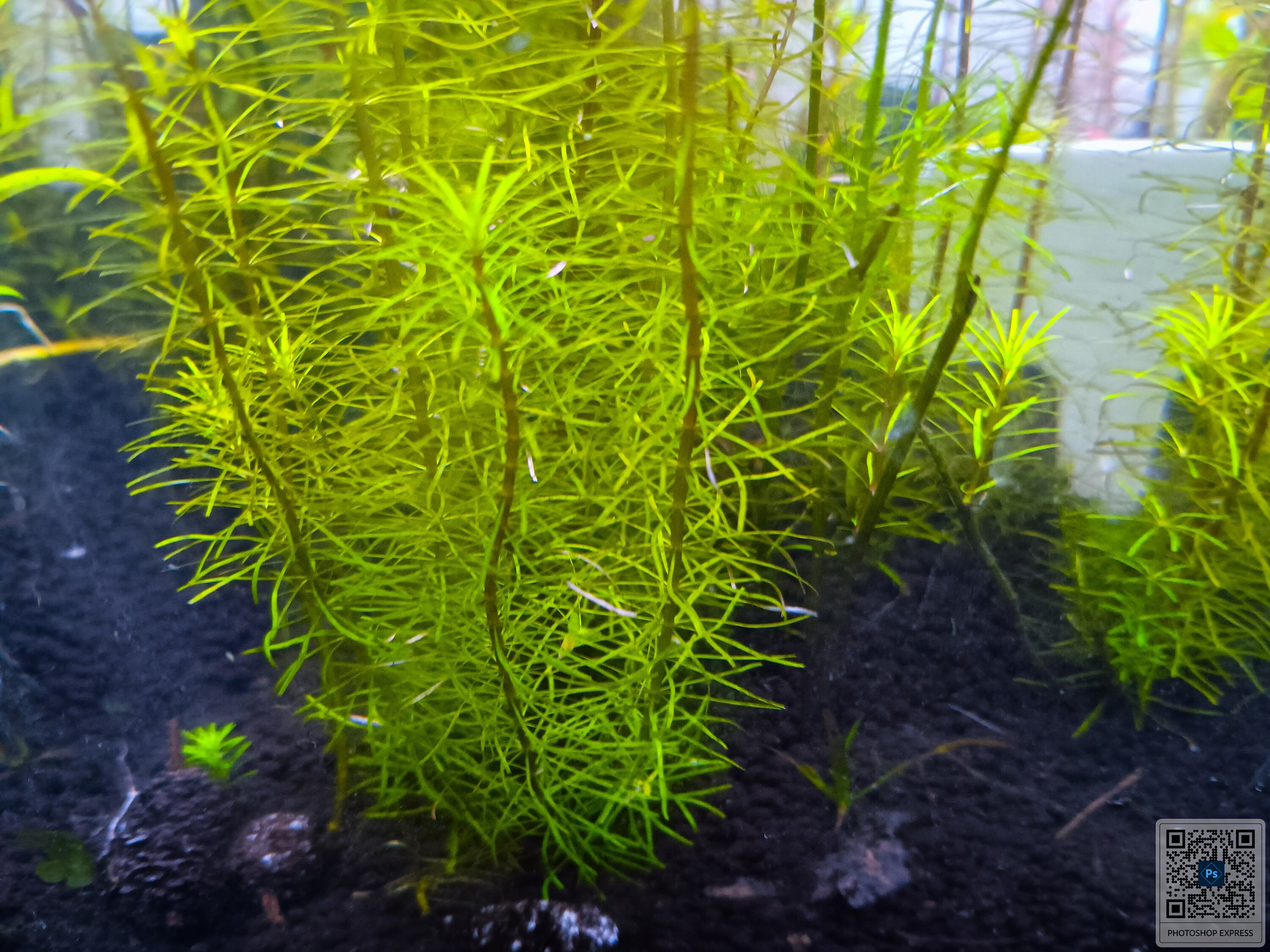 Rotala Wallichi Clippings - Etsy