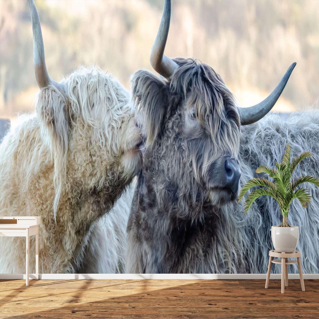 Highland Cattle Wall Mural, Scottish Cows Wallpaper, Farmhouse Style ...