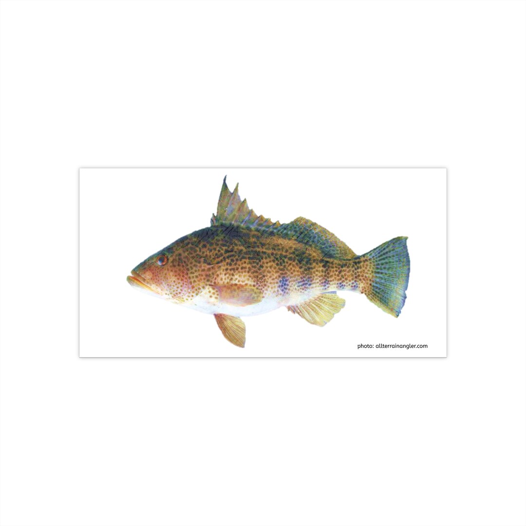 Spotted Bay Bass Spottie Spotted Sand Bass Spotty Socal Southern ...