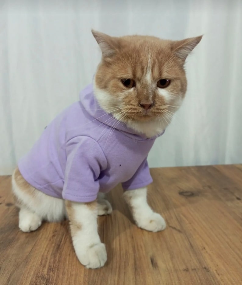 Cat Clothes Cat Fashion Sphynx Cat Sweater Cat Accessories - Etsy