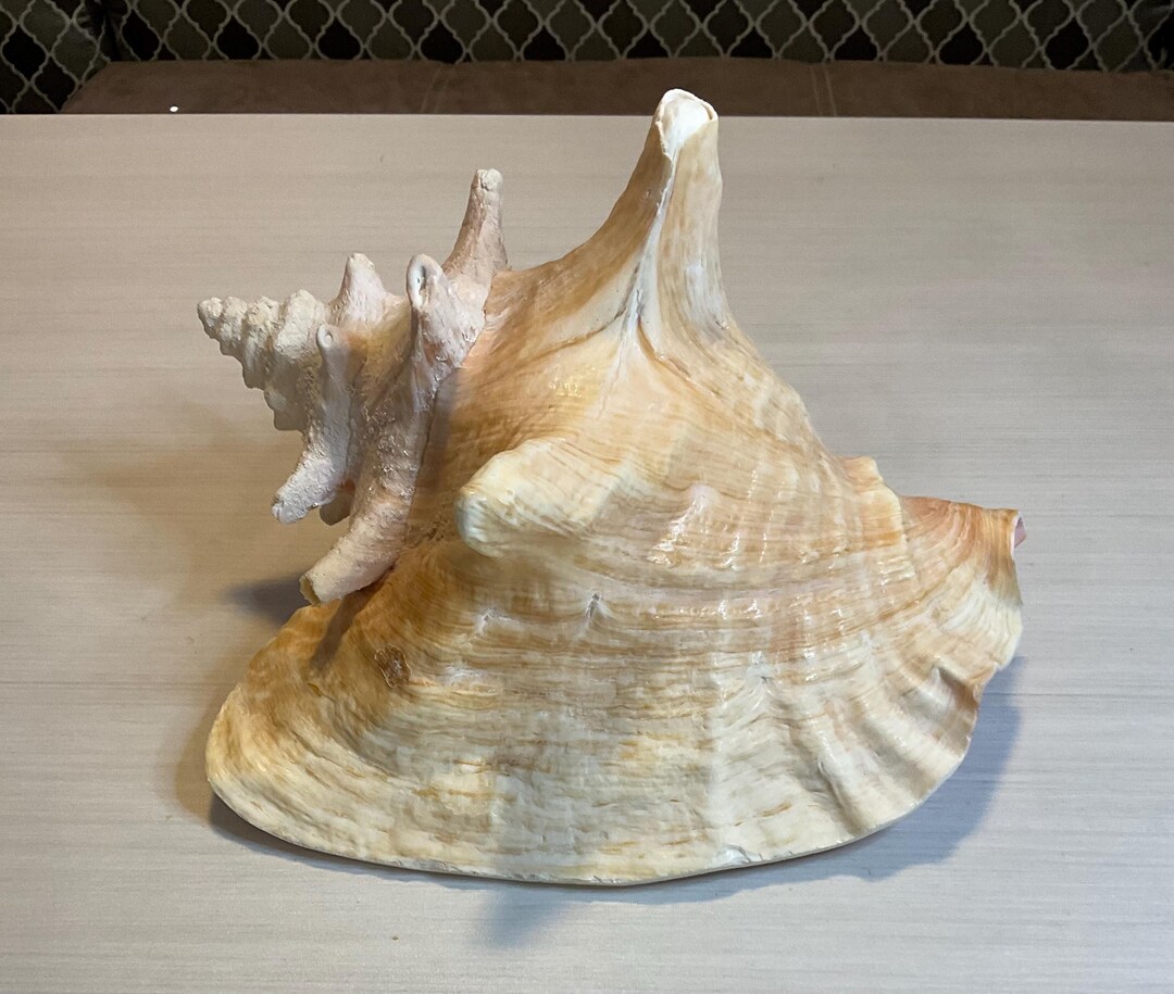 Vintage Giant Conch Shell - Etsy