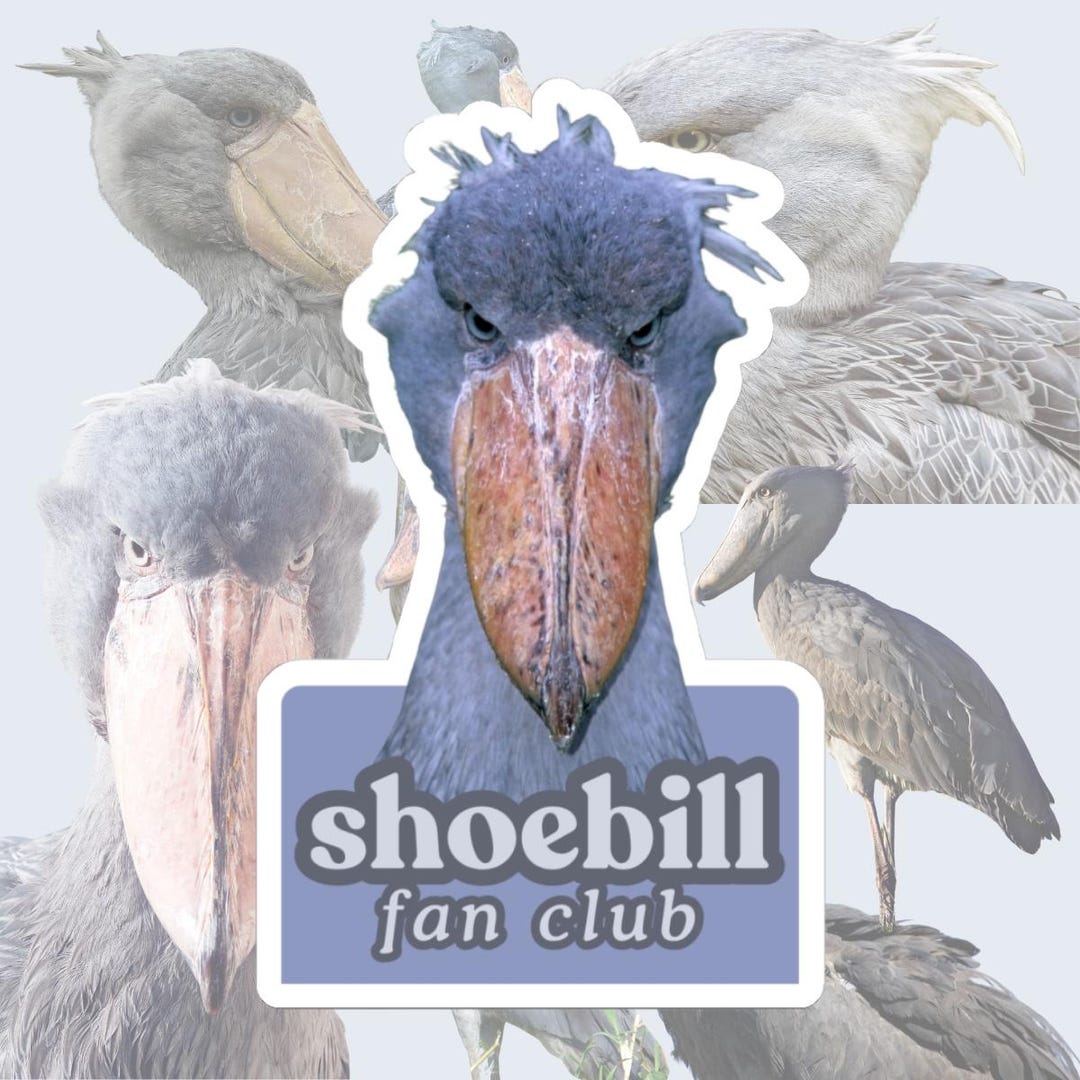 Shoebill Fan Club Sticker - Etsy