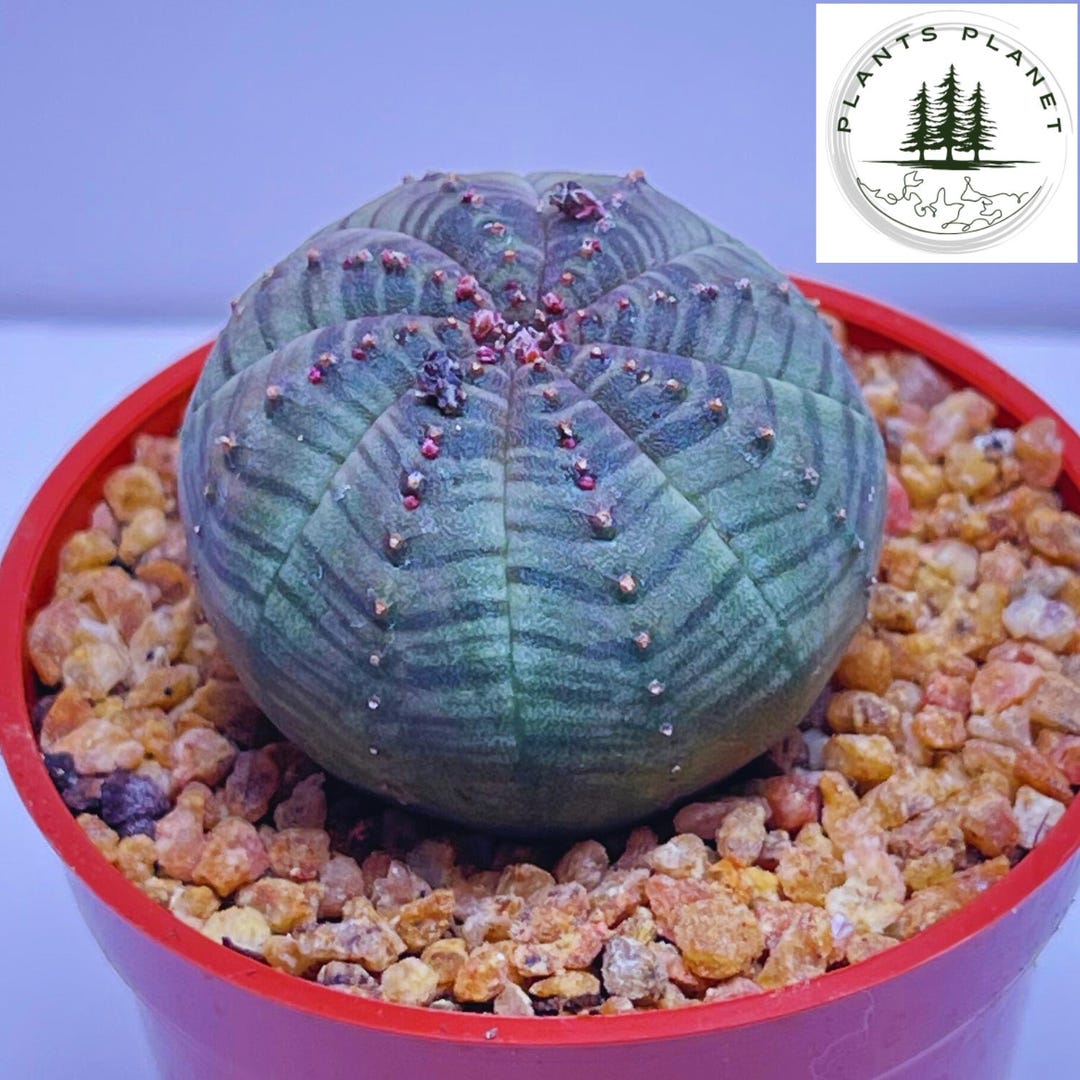 Euphorbia Obesa / 'baseball Plant' - Etsy