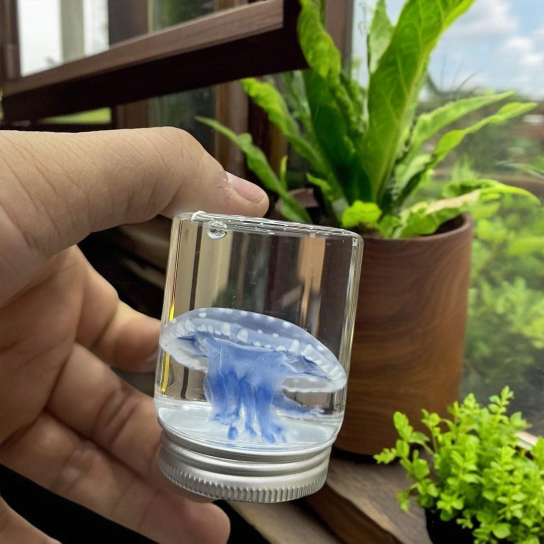 Wet Jellyfish Specimen Preserved in a Glass Jar, Specimen of Papua ...