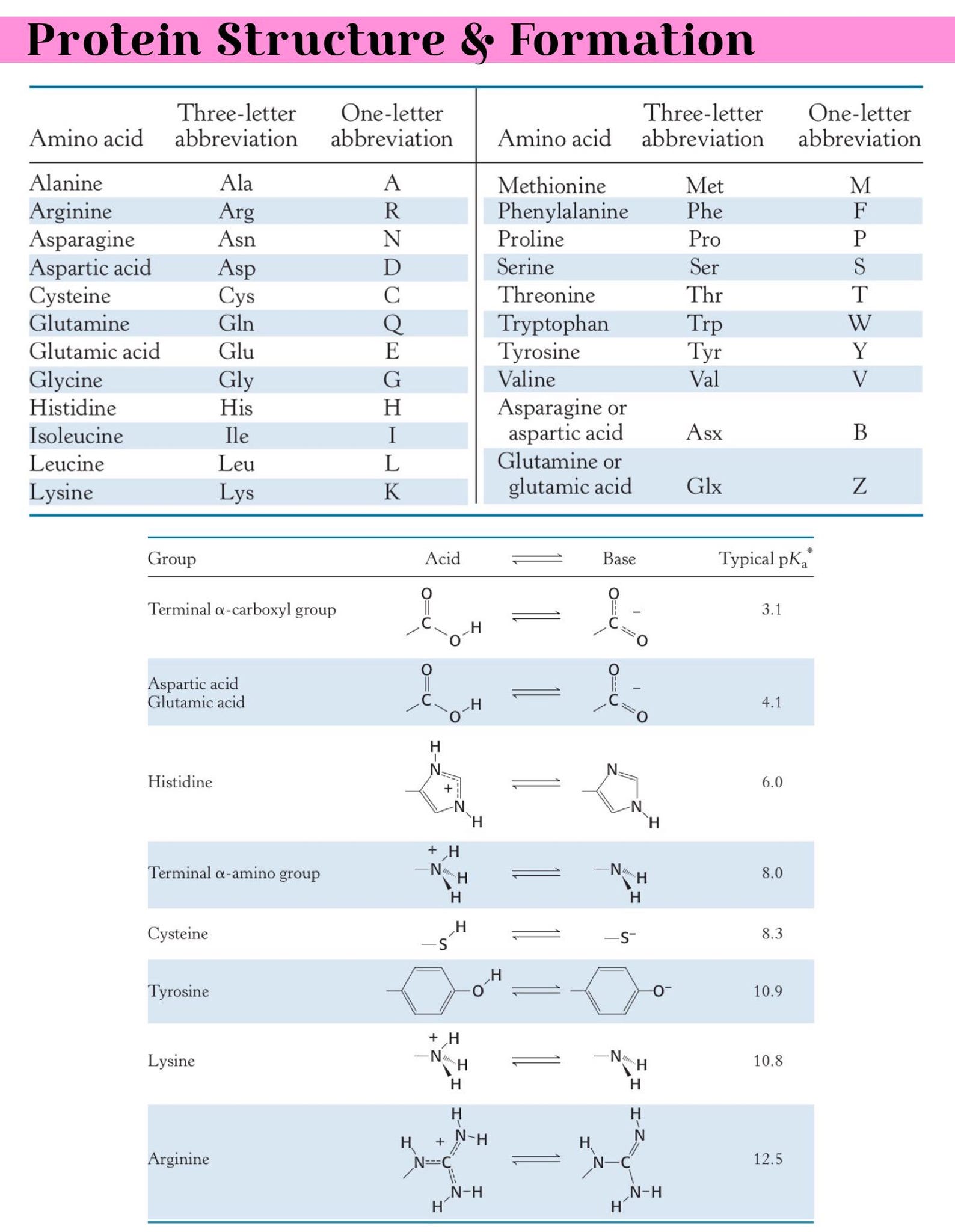 Biochemistry Notes- Protein Function & Structure Notes - Etsy