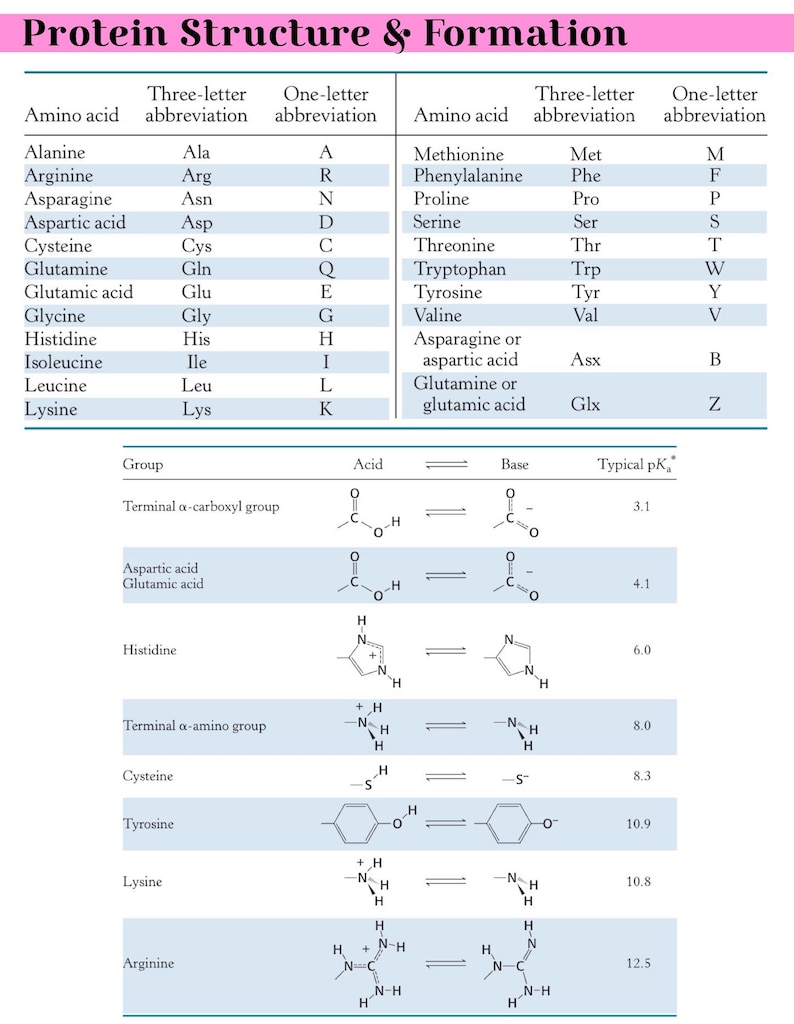 Biochemistry Notes Protein Function Structure Notes Etsy