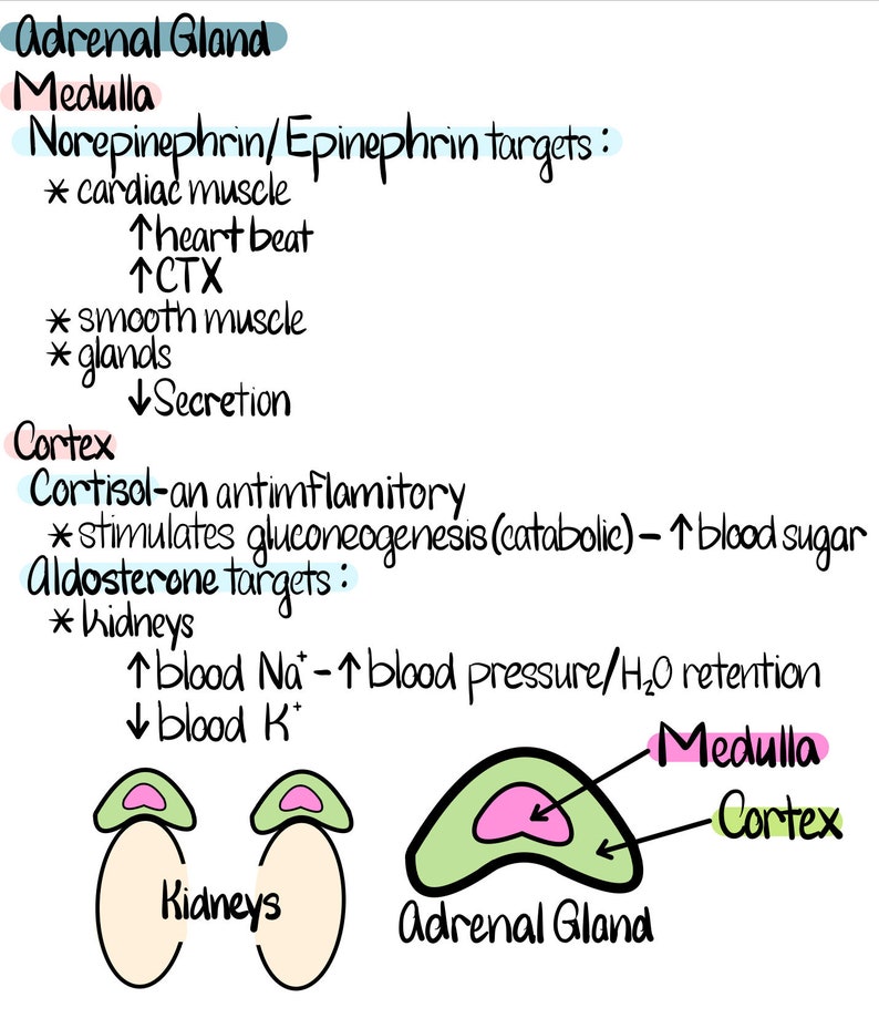 Anatomy & Physiology Endocrine System Notes - Etsy