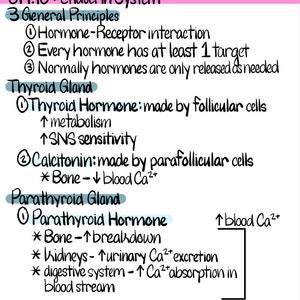 Anatomy & Physiology Endocrine System Notes - Etsy