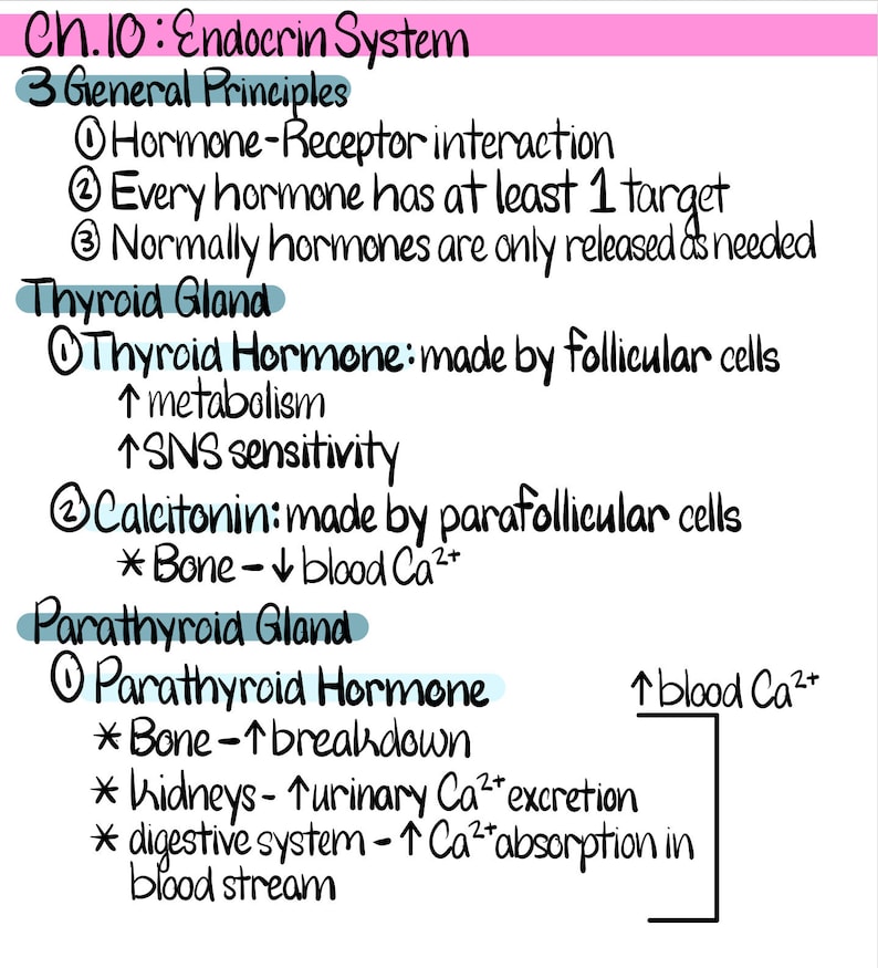 Anatomy & Physiology Endocrine System Notes - Etsy
