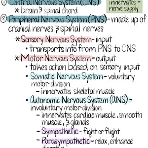 Anatomy & Physiology Nervous System Notes - Etsy