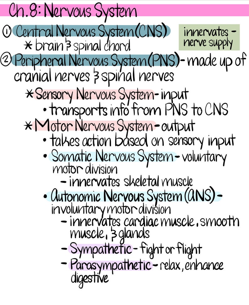 Anatomy & Physiology Nervous System Notes - Etsy