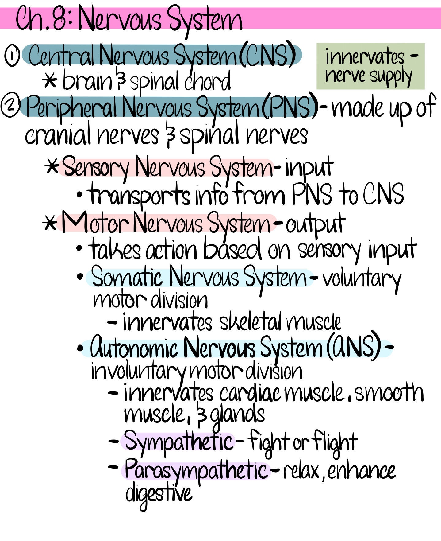 Anatomy & Physiology Nervous System Notes - Etsy