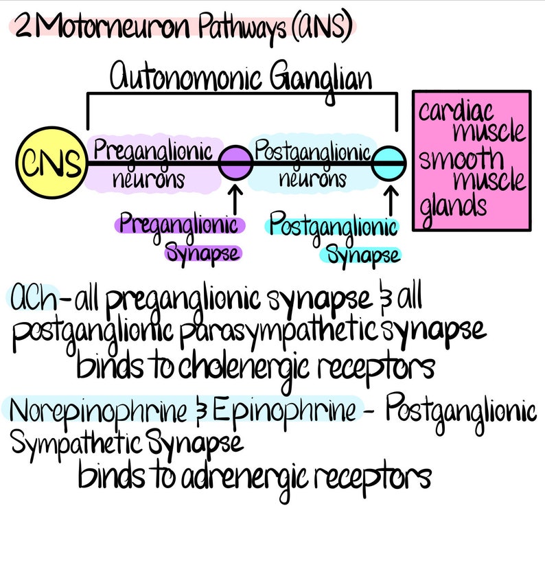 Anatomy & Physiology Nervous System Notes - Etsy