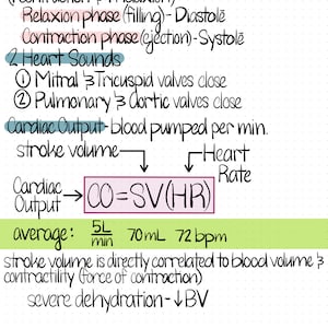 Anatomy & Physiology Cardiac System Notes - Etsy