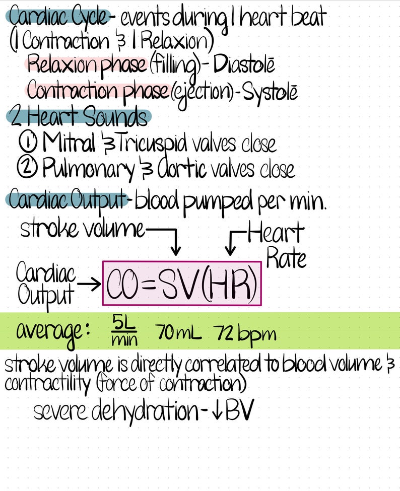 Anatomy & Physiology Cardiac System Notes - Etsy