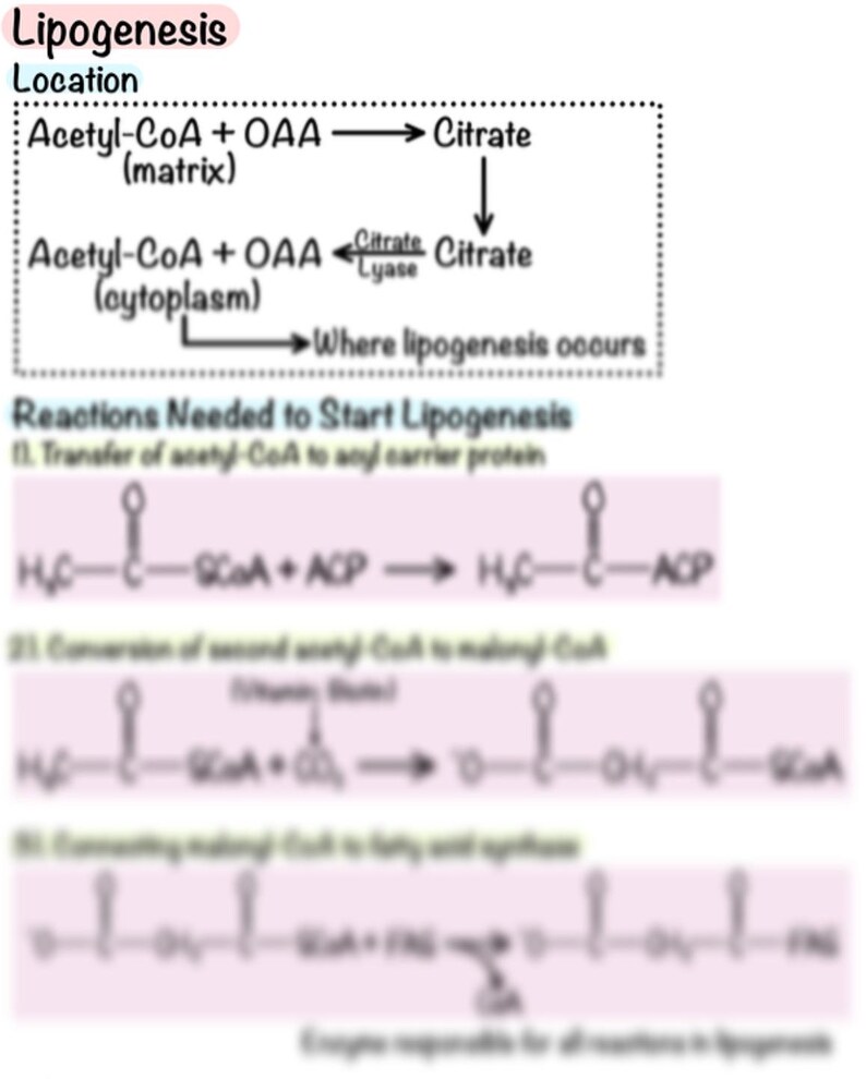 Lipogenesis Notes - Etsy