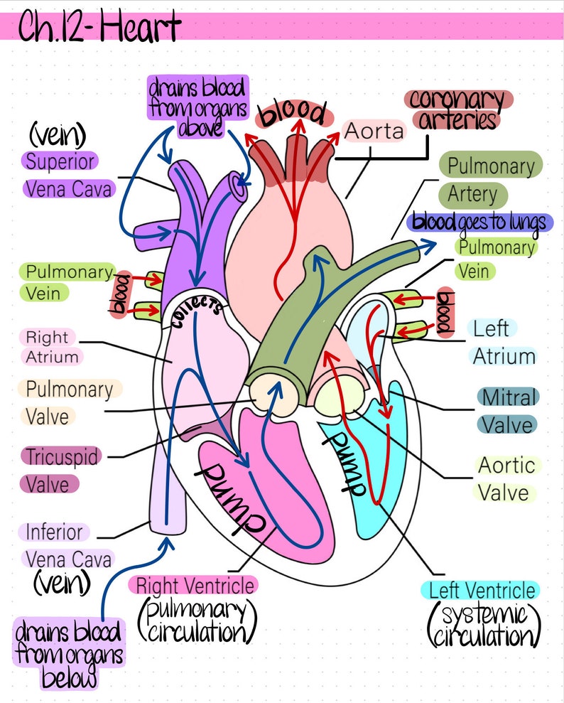 Anatomy & Physiology Cardiac System Notes - Etsy