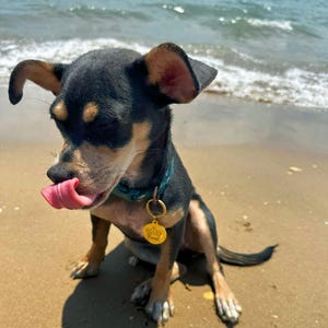 Personalized Tiny Pet Crown ID Tag, Princess Cat Tag, Prince Dog Tag ...