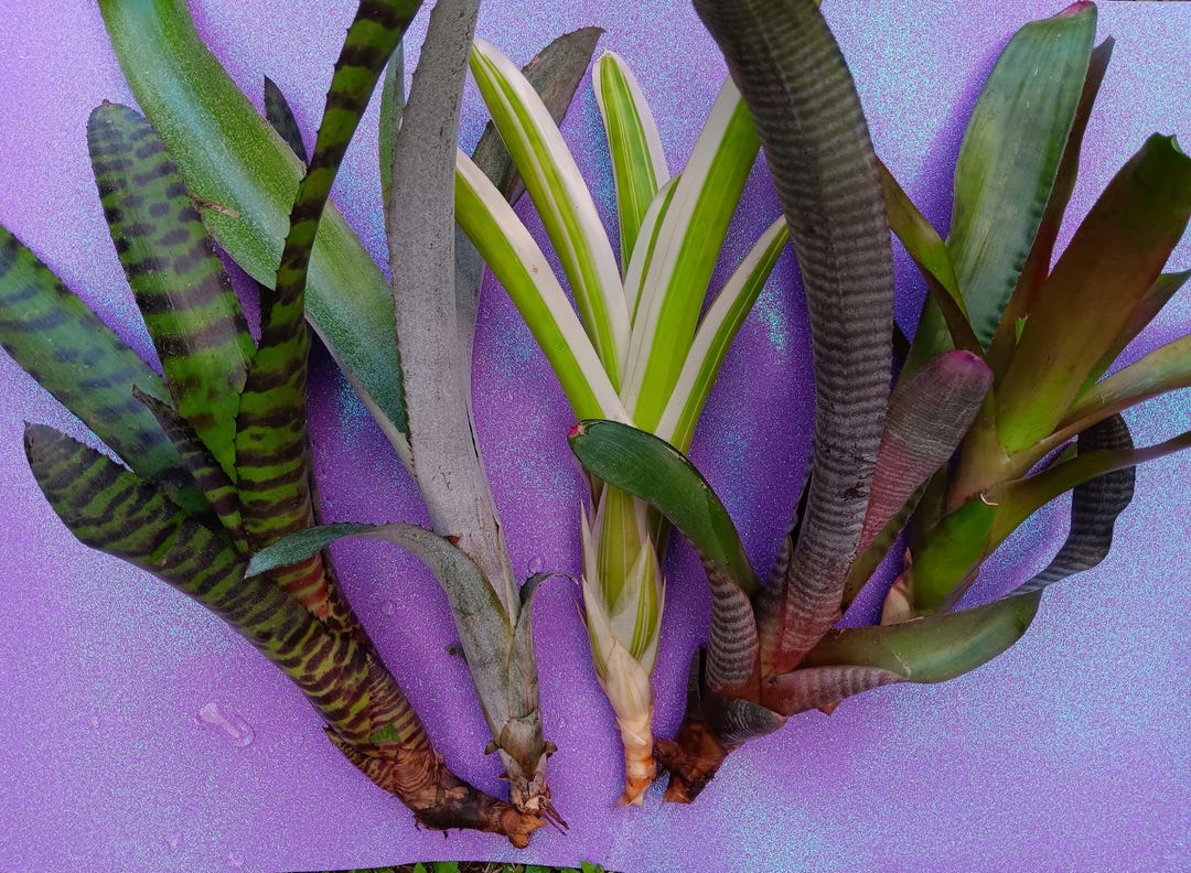 Spring Sale! Bromeliads 5 Pack Mix~ Different Exotic Bromeliads, Make a ...