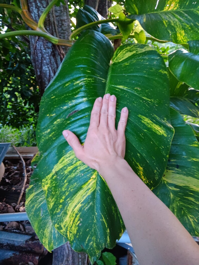 2 Golden Pothos variegated Giant-leaf Water Plant With Roots Live ...