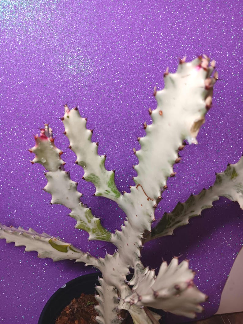 Euphorbia Lactea White Ghost Dragon Bone Cactus Candelabra Rooted ...