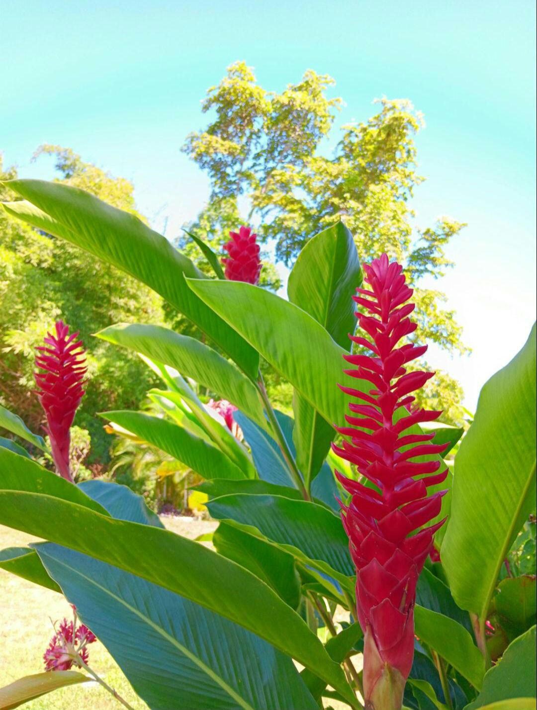 4th of July Sale!!! ~(12)~ Hawaiian Red Ginger (started Plants) 5" to ...