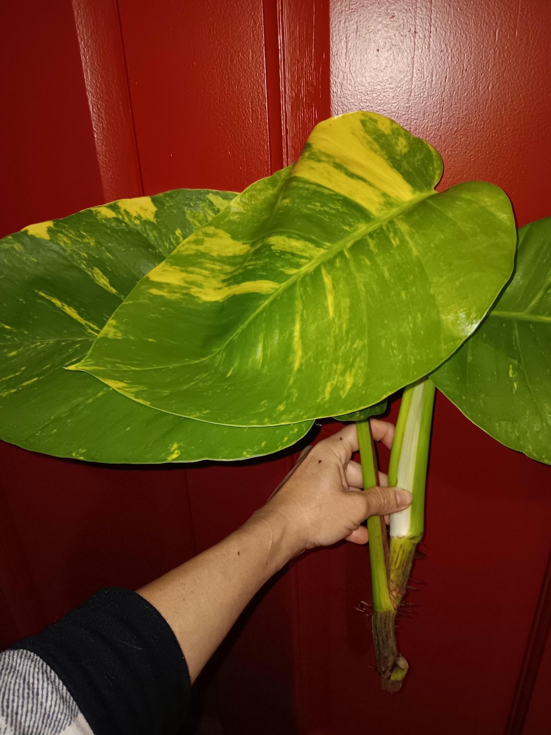 Come Out! - (1) Big Golden Pothos (variegated Giant-leaf) Beautiful ...