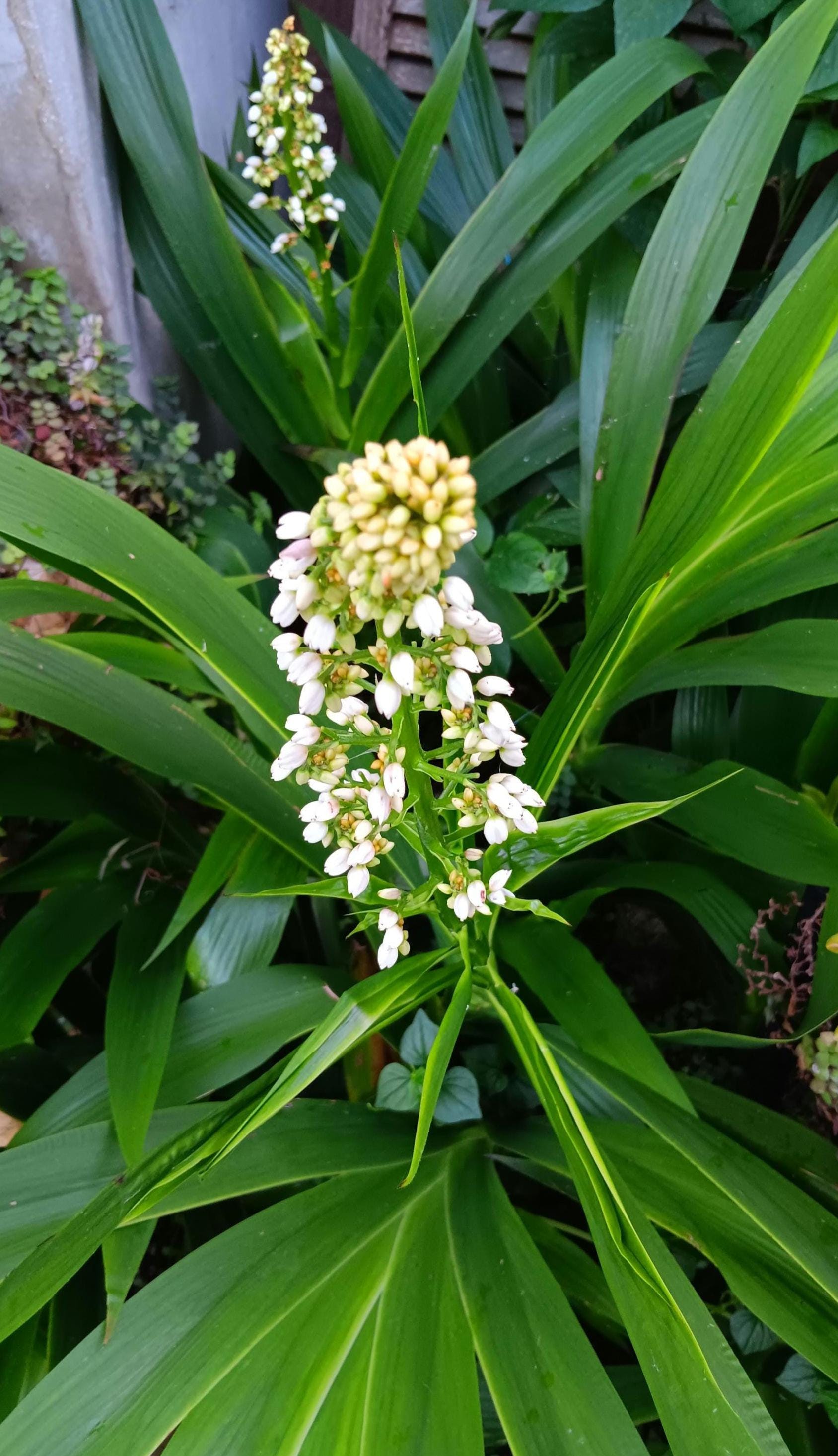 Special~ (4) Xiphidium Caeruleum Plants (small Size) White Flowers ...