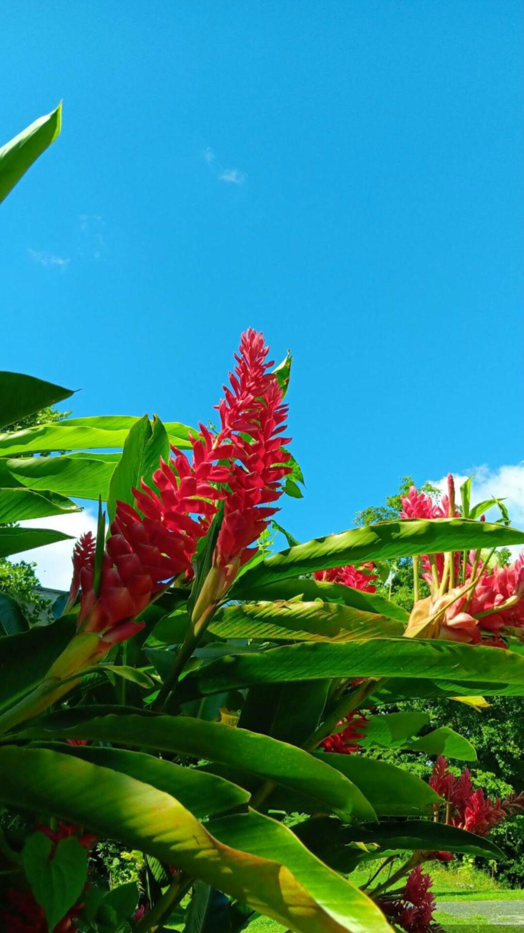 Love Offer 6 Hawaiian Red Ginger Plants 5 to 10 Alpinia Purpurata ...