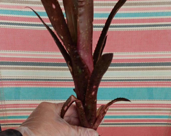 Christmas Sale! (1) Bromeliad Billbergia Saundersii Rooted ~ Rare ...