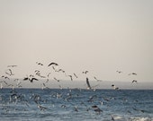 Items similar to Beach, Bird watching. 8x8 fine art print of birds and ...