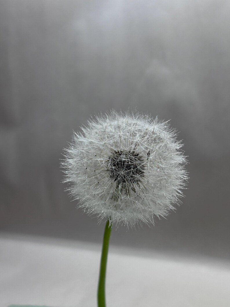 Dried Dandelion Real Dandelion Puff Dried Flowers DIY Materials for ...