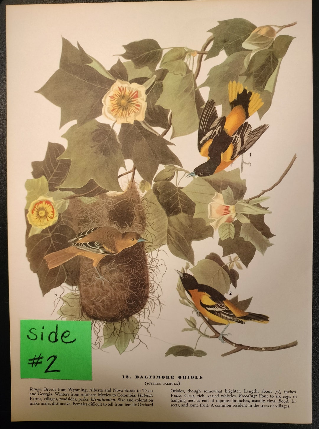 Bald Eagle & Baltimore Oriole (vintage Audubon Society Illustrated ...
