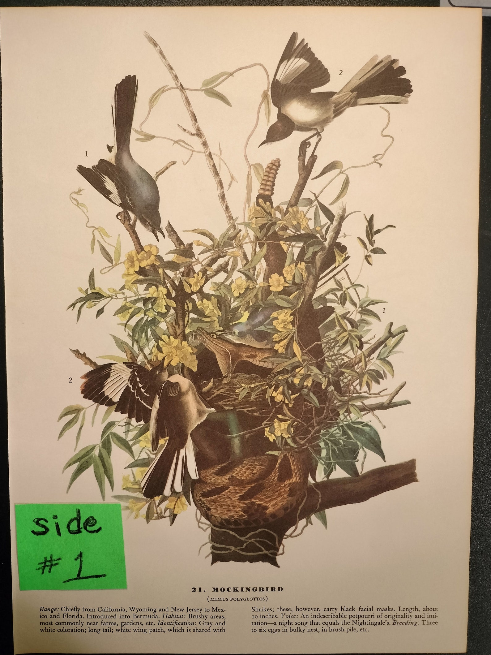 Mockingbird & Purple Martin (vintage Audubon Society Illustrated Print ...