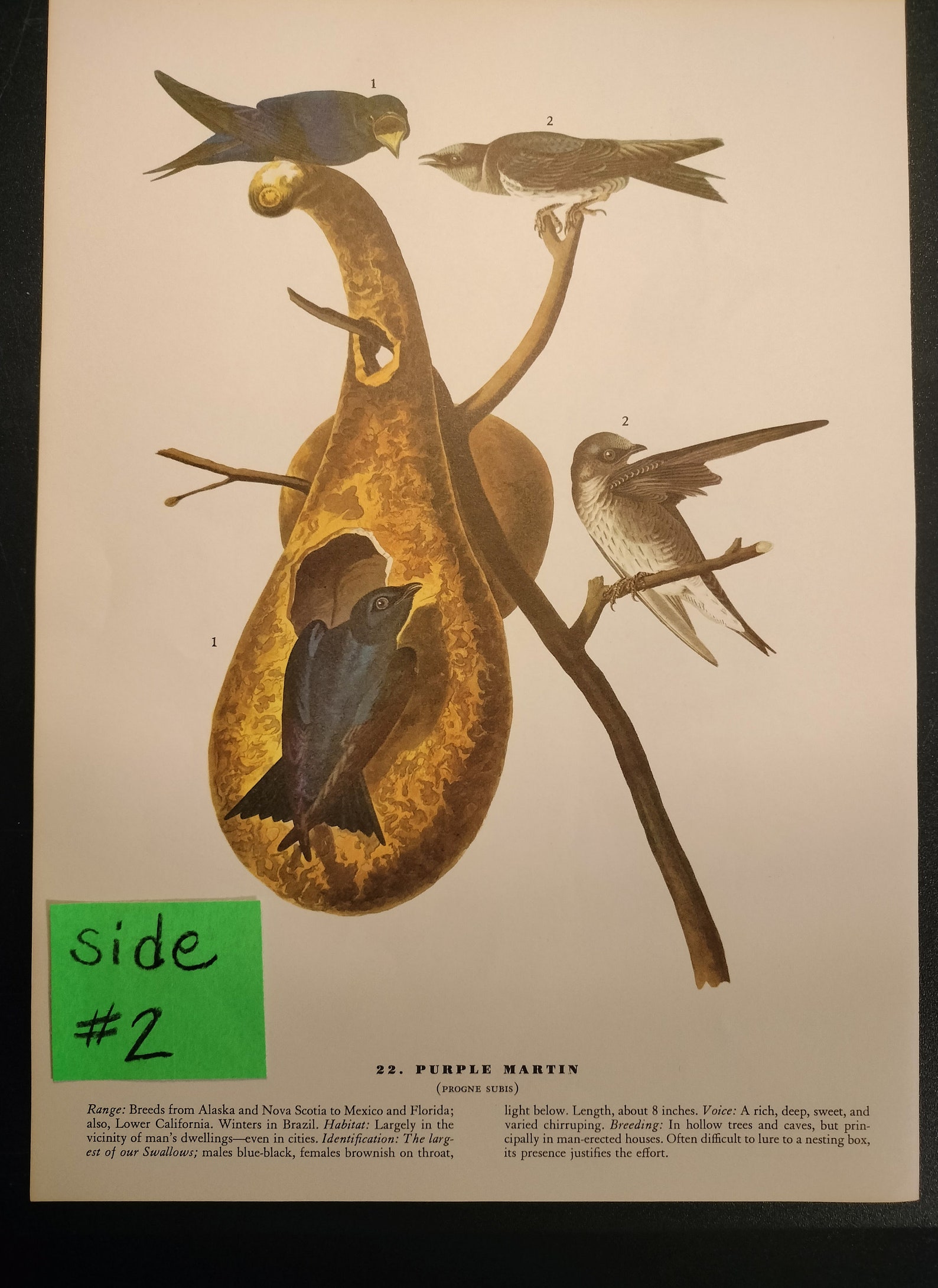 Mockingbird & Purple Martin (vintage Audubon Society Illustrated Print ...