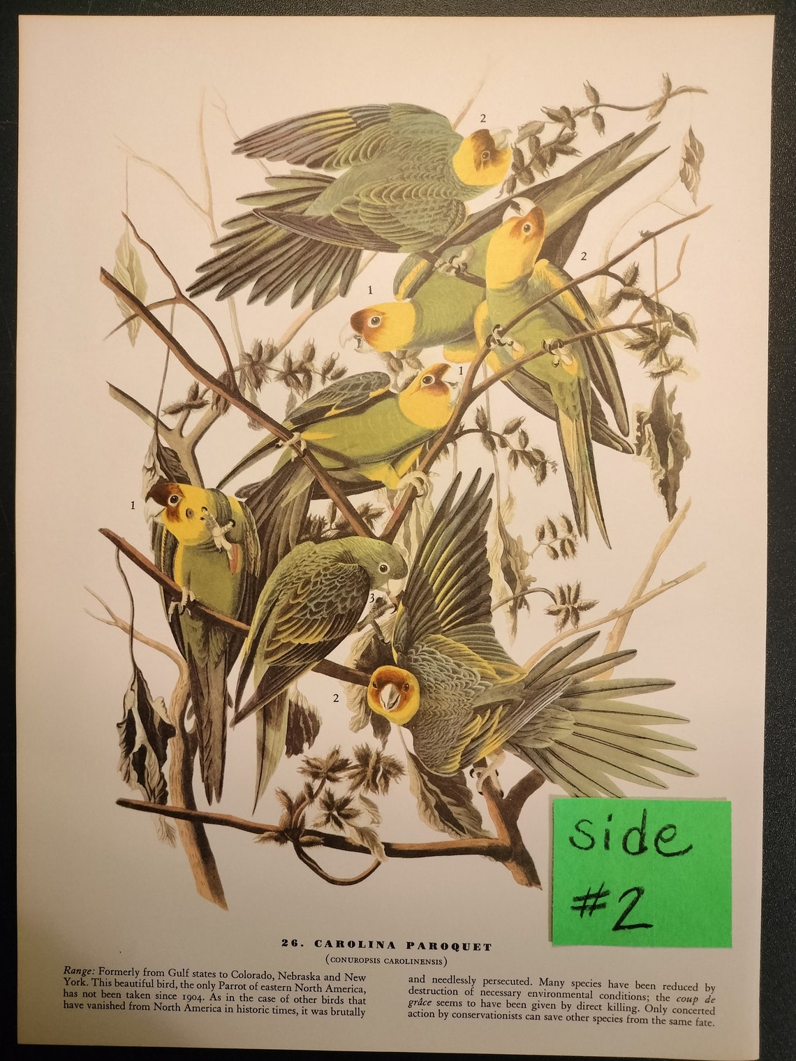 Song Sparrow & Carolina Paroquet/parakeet (extinct) (vintage Audubon ...