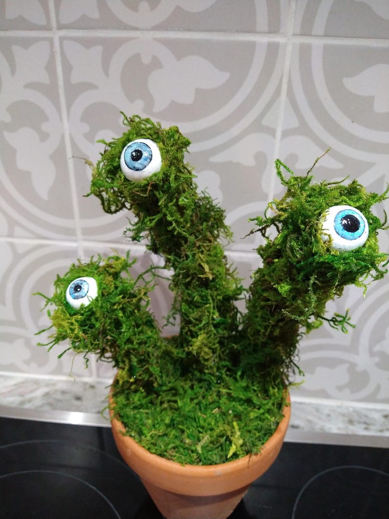 Large Lichen Eye Plant - Etsy