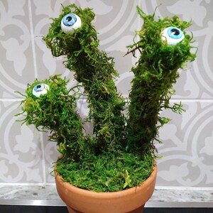 Large Lichen Eye Plant - Etsy