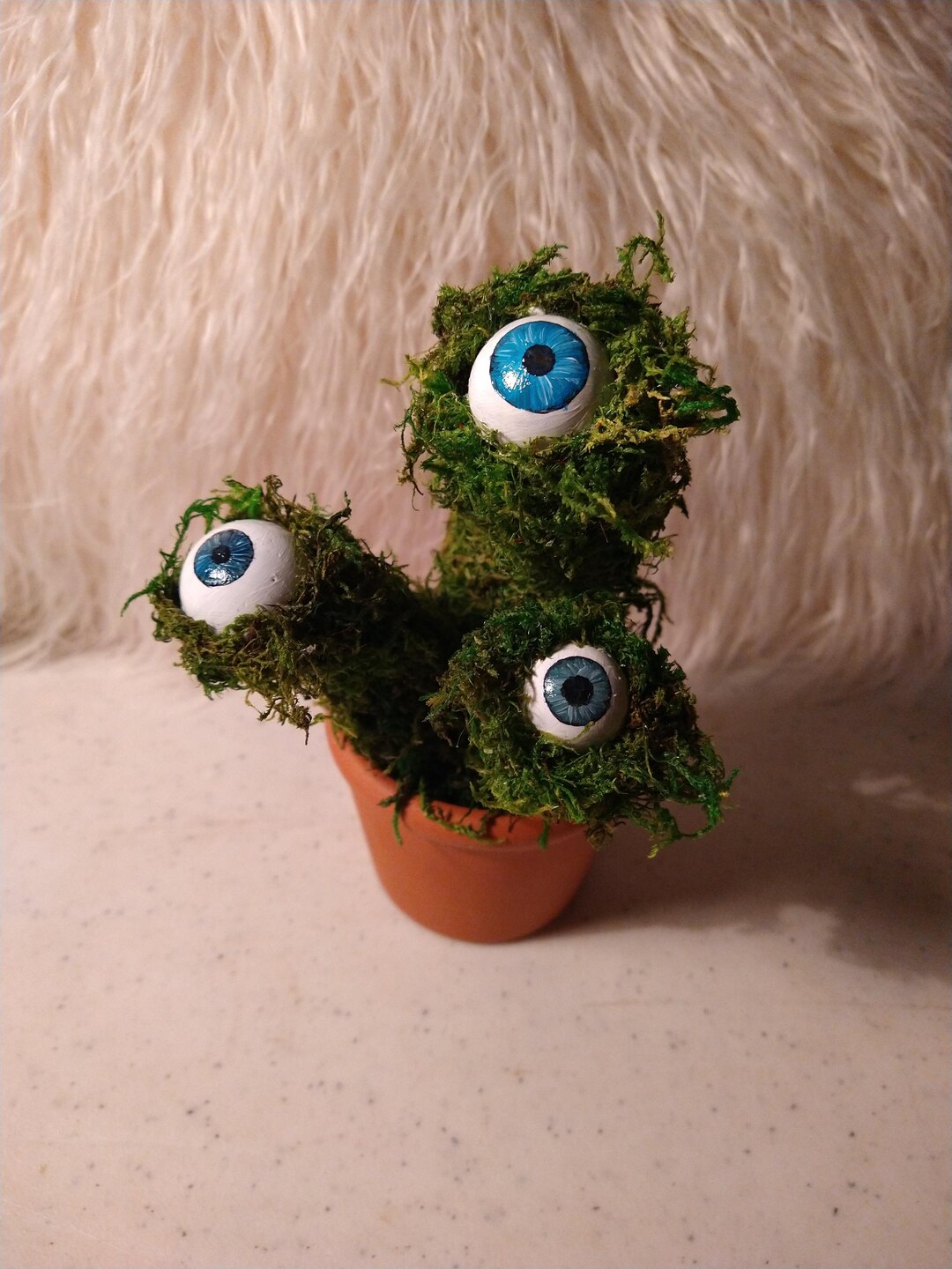 Small Lichen Eye Plant in Pot - Etsy