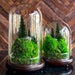 Pine Tree Terrarium With Preserved Moss - No Care Required - Etsy