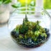 Evergreen Plant Terrarium “pine Island” in Large Crystal Bowl - Etsy