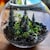 Pine Tree Terrarium With Preserved Moss - No Care Required - Etsy