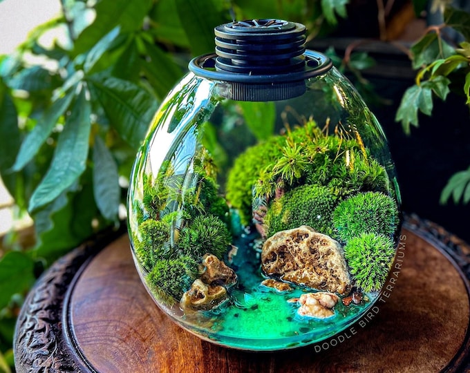 Doodle Bird Terrariums